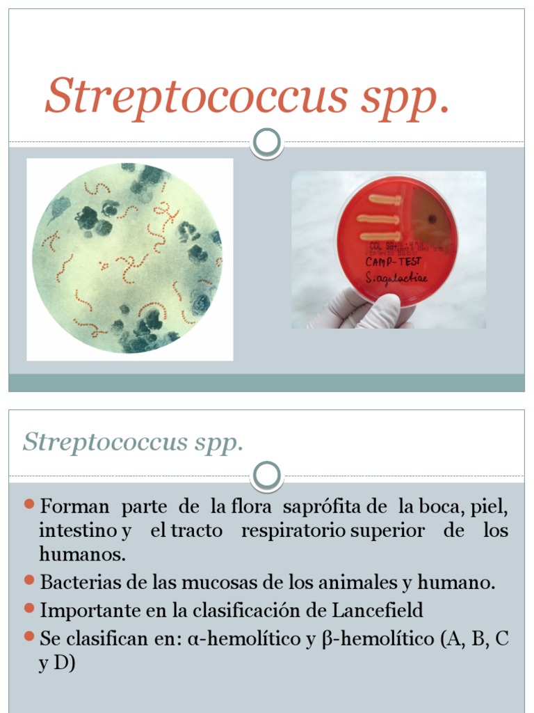 Streptococcus SPP | PDF | Estreptococo | Penicilina