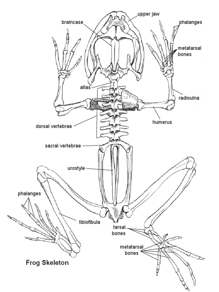 Frog Skeleton: Upper Jaw Braincase Phalanges | PDF