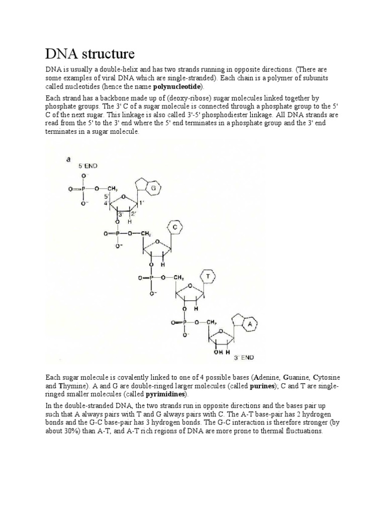DNA Structure | PDF | Nucleic Acid Double Helix | Base Pair