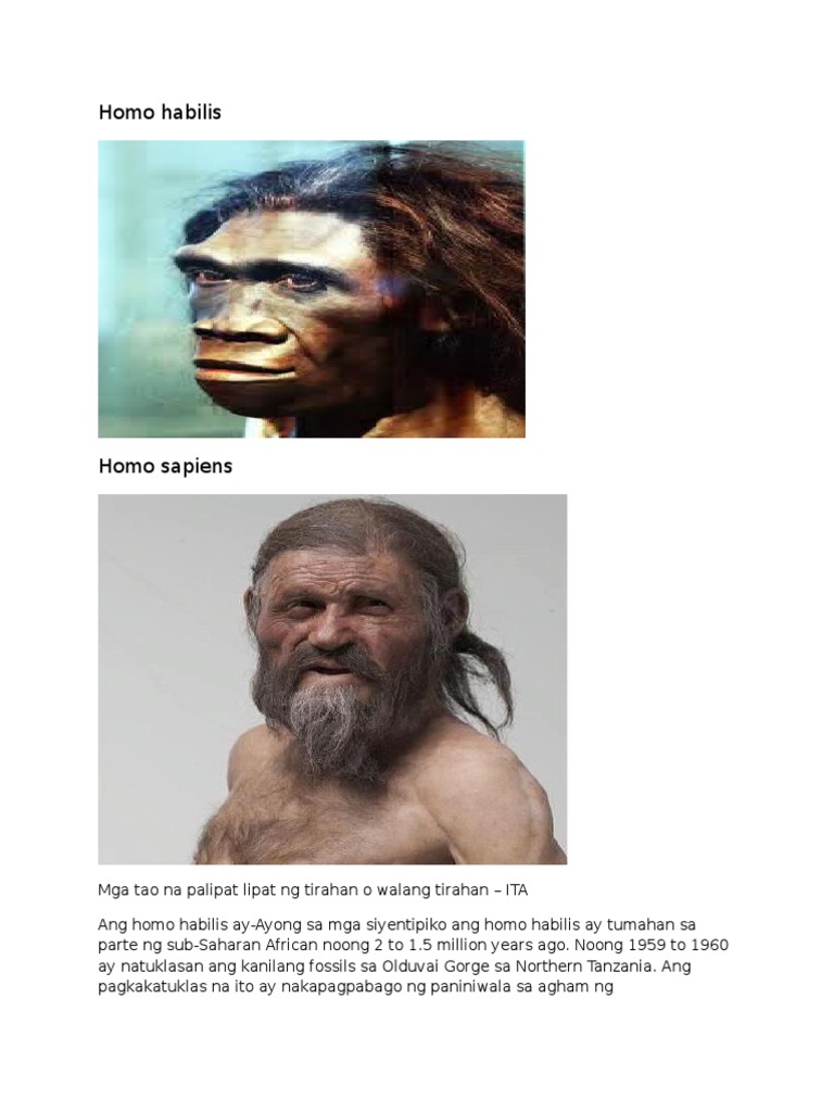 Homo Habilis | PDF