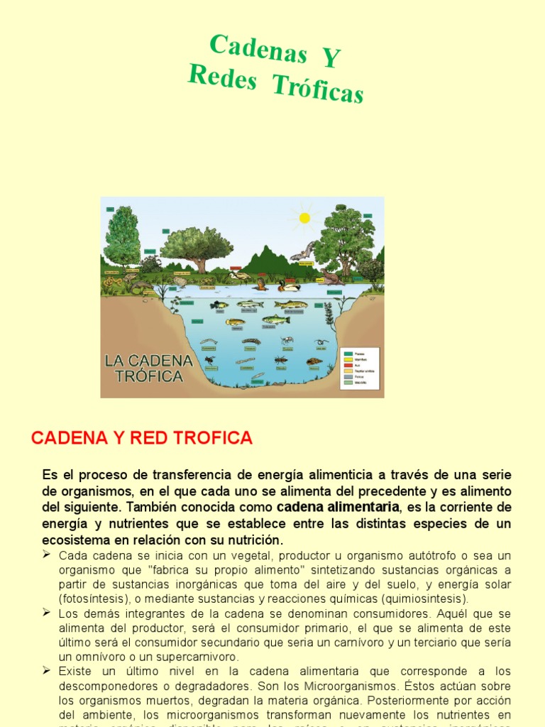 La transferencia de energía y materia a través de las cadenas tróficas ...
