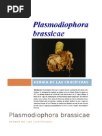 Manual de Carriolas (Hopsa) | PDF | Acero | Aluminio