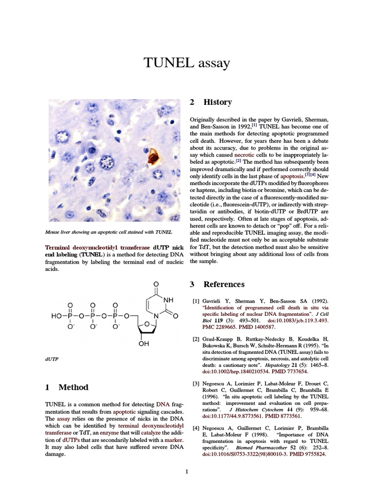 TUNEL Assay Method Overview | PDF | Biochemistry | Chemistry