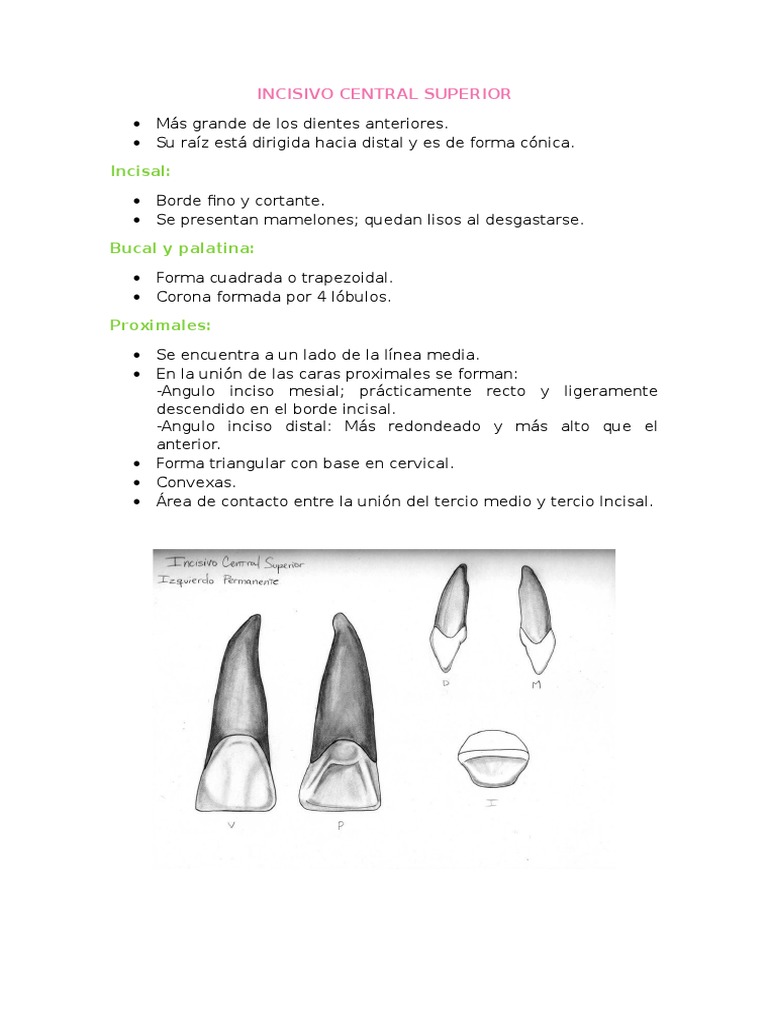 Caracteristicas de Los Dientes | PDF | Ramas de Odontología | Diente