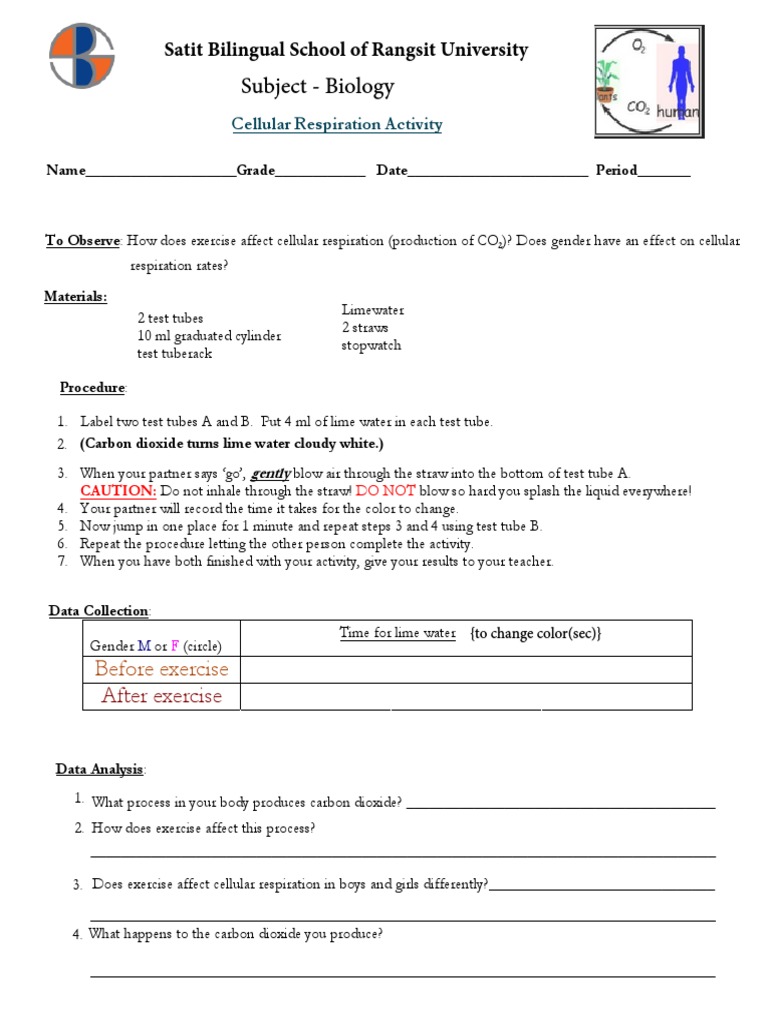 Exercise Effects on Cellular Respiration | PDF
