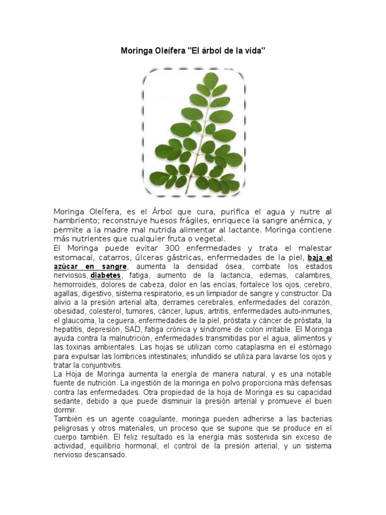 Moringa Oleífera FICHA | PDF | Calcio | Vitamina
