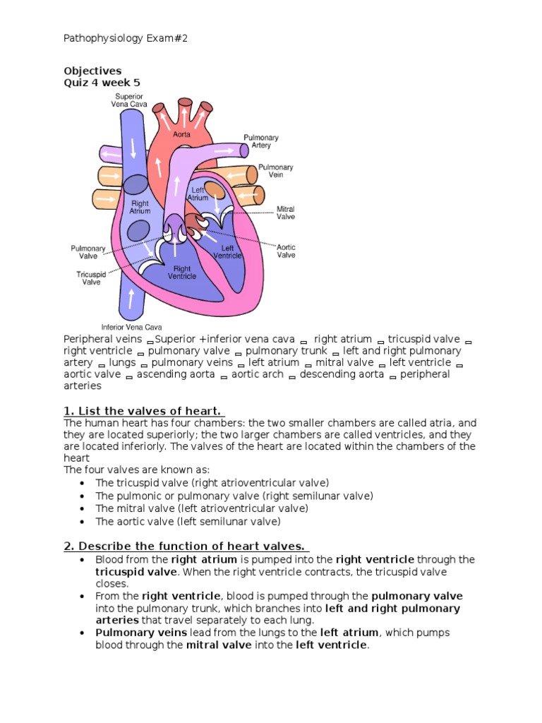 Heart Pathophysiology | PDF | Heart Valve | Ventricle (Heart)