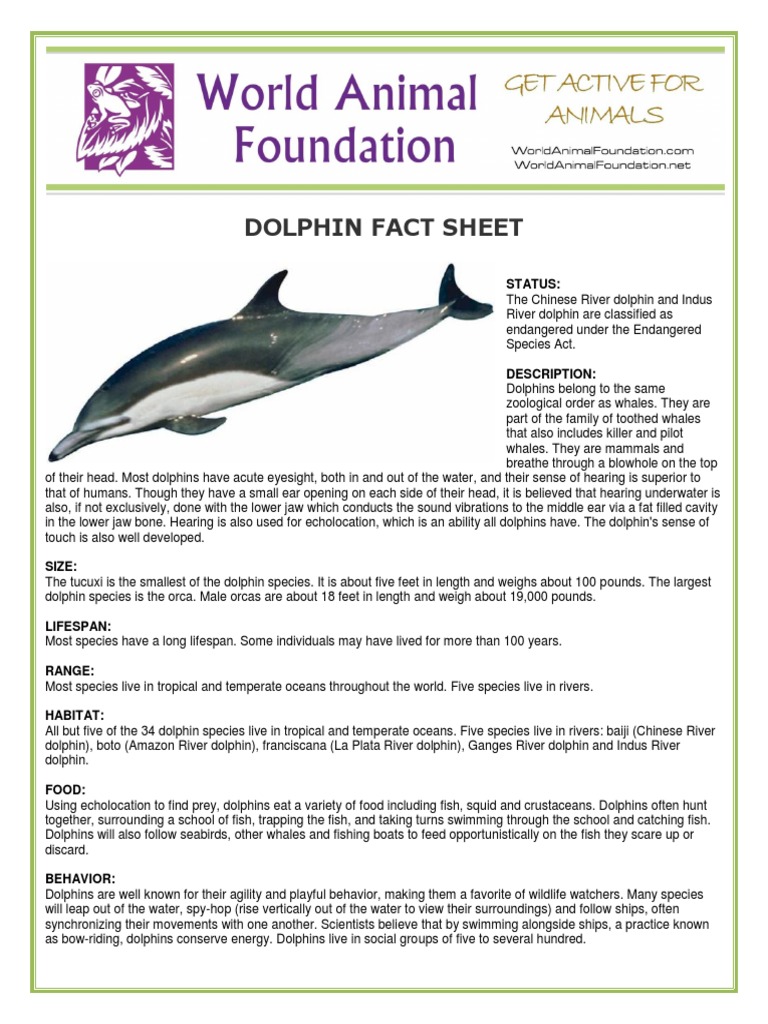 Dolphin Fact Sheet | PDF | Dolphin | Killer Whale