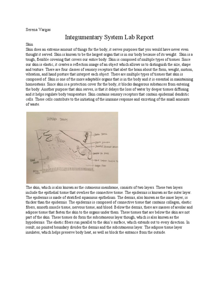 Integumentary System Lab Report: Serena Vargas | PDF | Epithelium | Skin