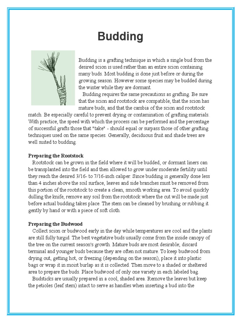 Budding: Preparing The Rootstock | PDF | Grafting | Horticultural ...