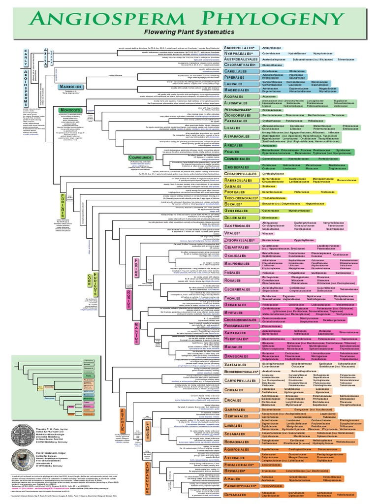 Apg 3 Poster | Seed | Plants