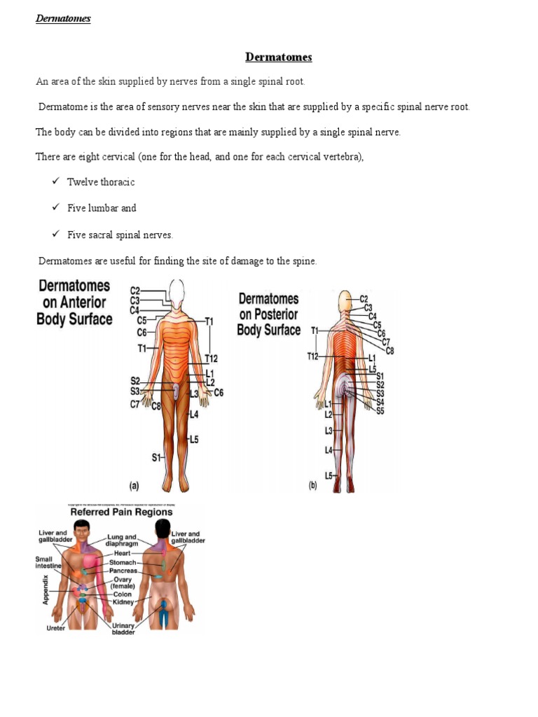 Dermatomes: An Area of The Skin Supplied by Nerves From A Single Spinal ...