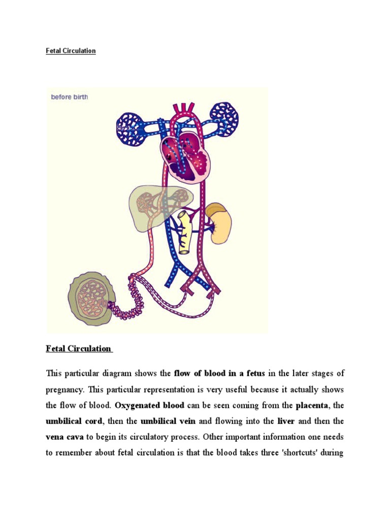 Fetal Circulation | PDF | Fetus | Circulatory System