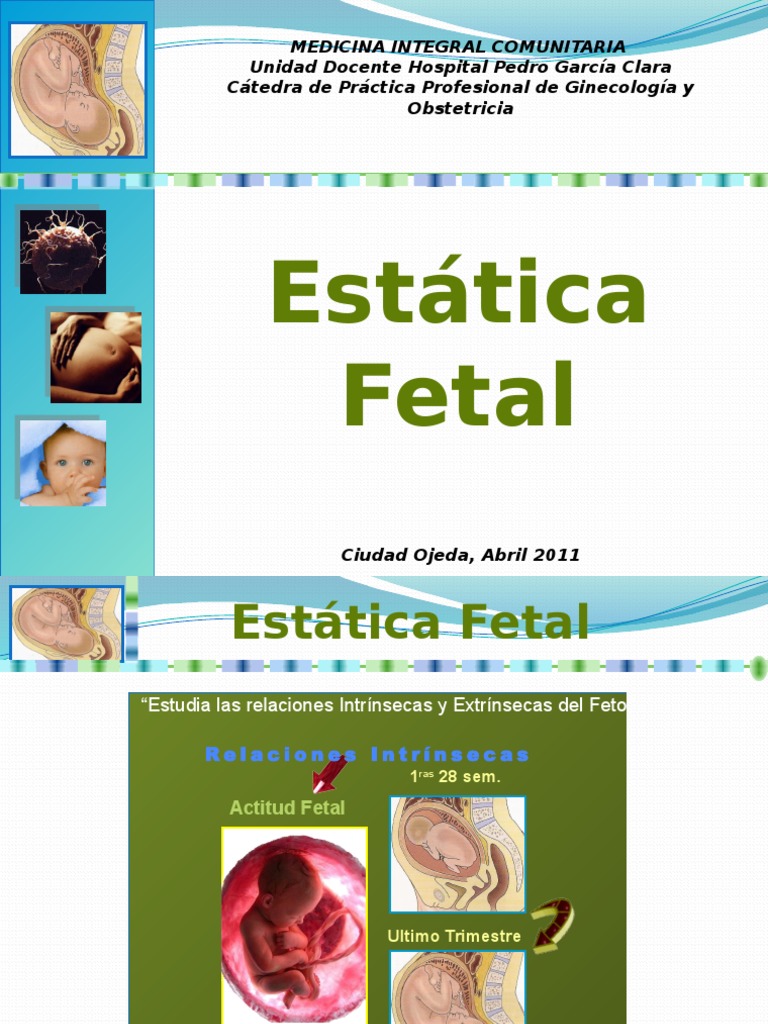 4 Estatica Fetal | PDF | Anatomía | Cuerpo humano