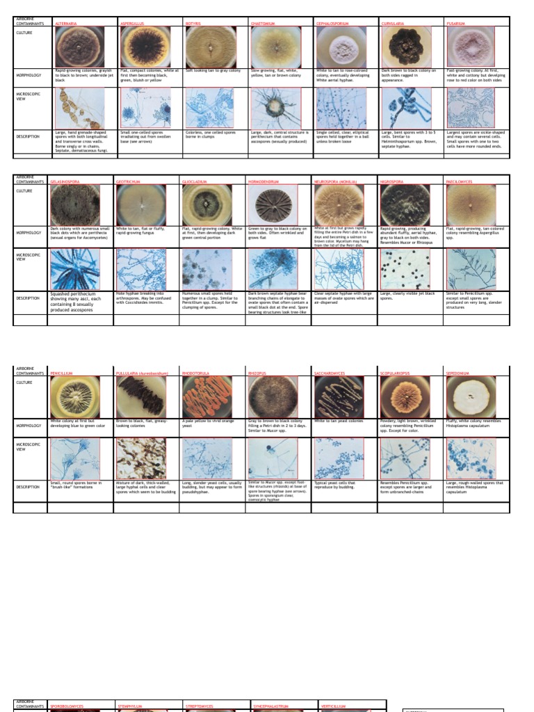 Mycology Colour Atlas 2 | PDF | Fungus | Yeast