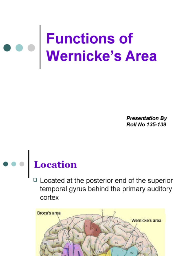 Functions of Wernicke's Area Explained | PDF