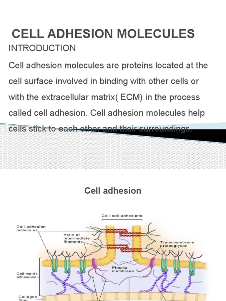 Cell Adhesion Molecules | PDF | Cell Adhesion | Extracellular Matrix
