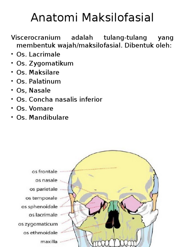 Anatomi Tulang Wajah dan Rangka Mulut | PDF