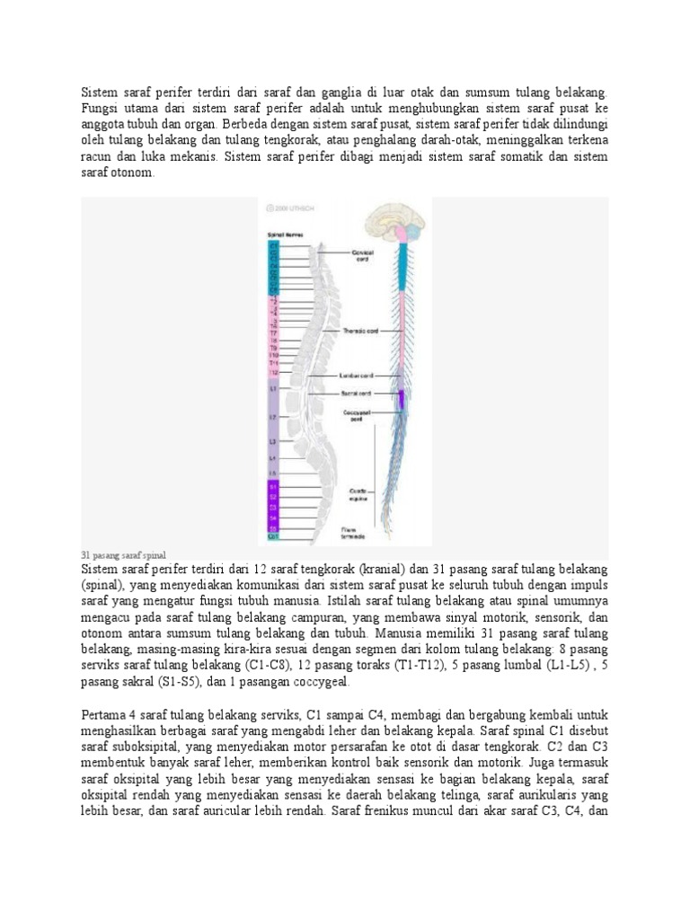 Fungsi dan Struktur Saraf Spinal | PDF