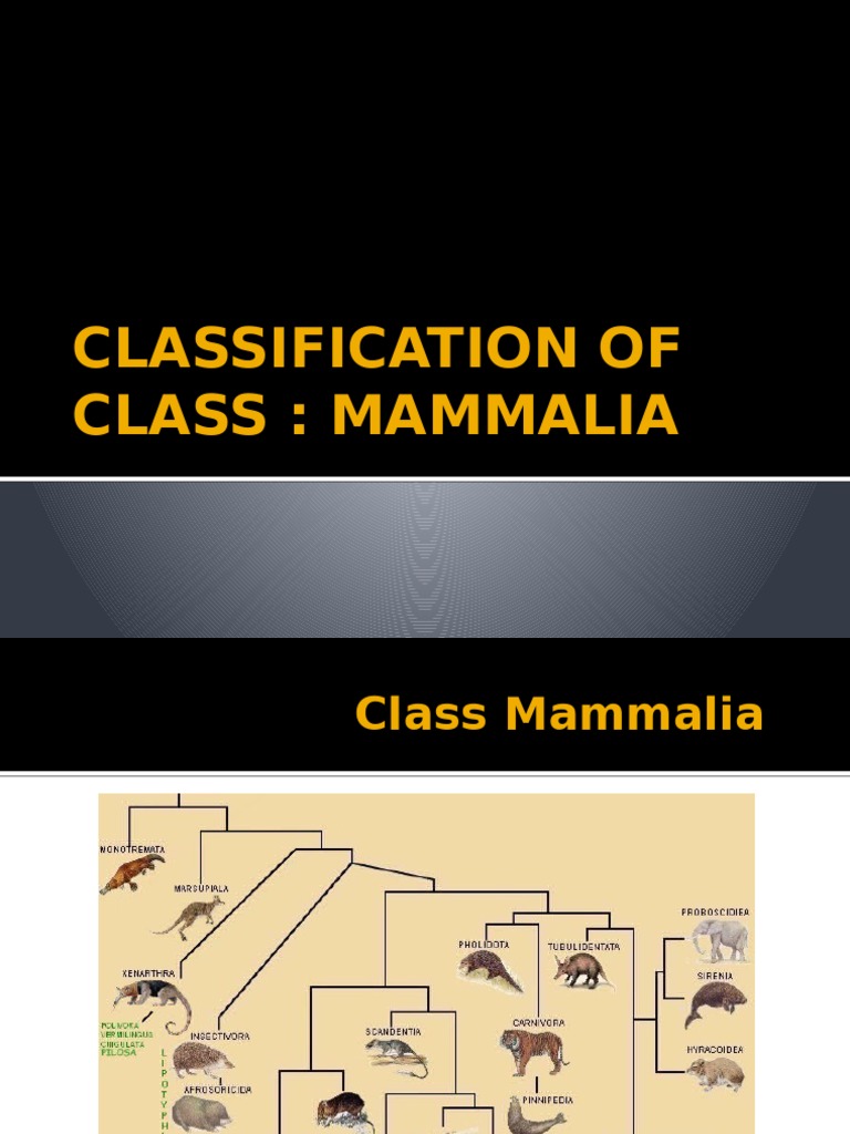 Classification of Class Mammalia | PDF | Whales | Cetacea