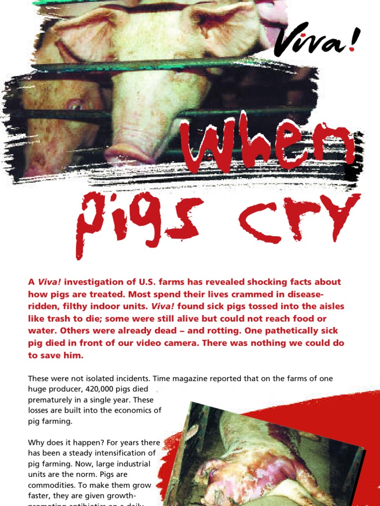 When Pigs Cry (Leaflet) | PDF | Veganism | Animals And Humans