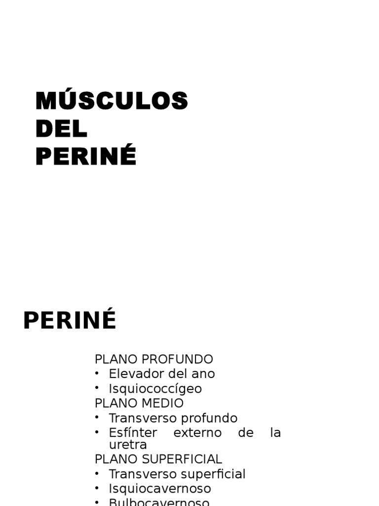 Musculos Del Perine y Miembro Sup | PDF | Mano | Codo