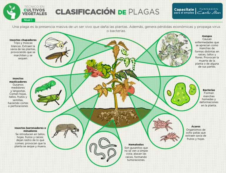 Clasificación de Plagas en Cultivos | PDF | Ciencia y matemáticas