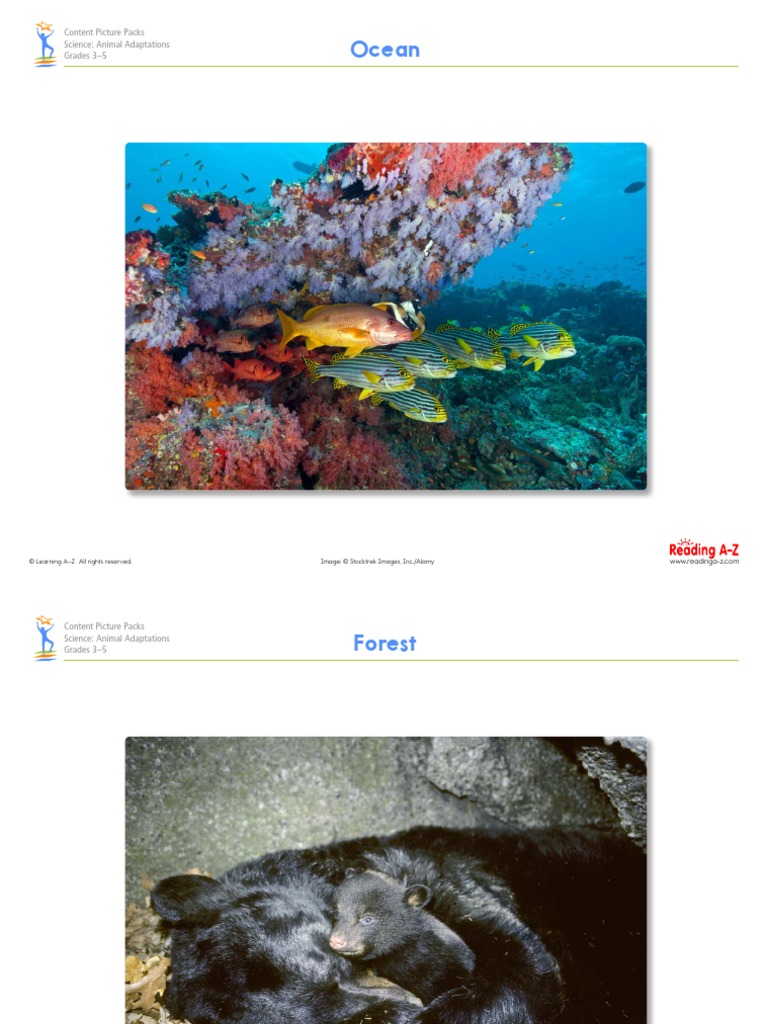 Ell Animal Adaptations | PDF | Language Arts & Discipline | Home & Garden