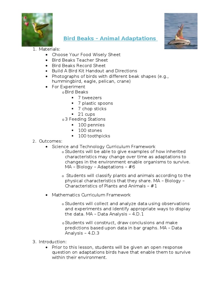 Bird Beak Adaptations Activity Guide | PDF | Beak | Adaptation