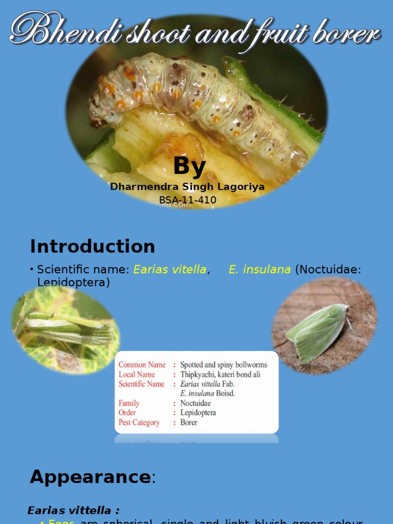 Bhendi Shoot and Fruit Borer | Pupa | Lepidoptera