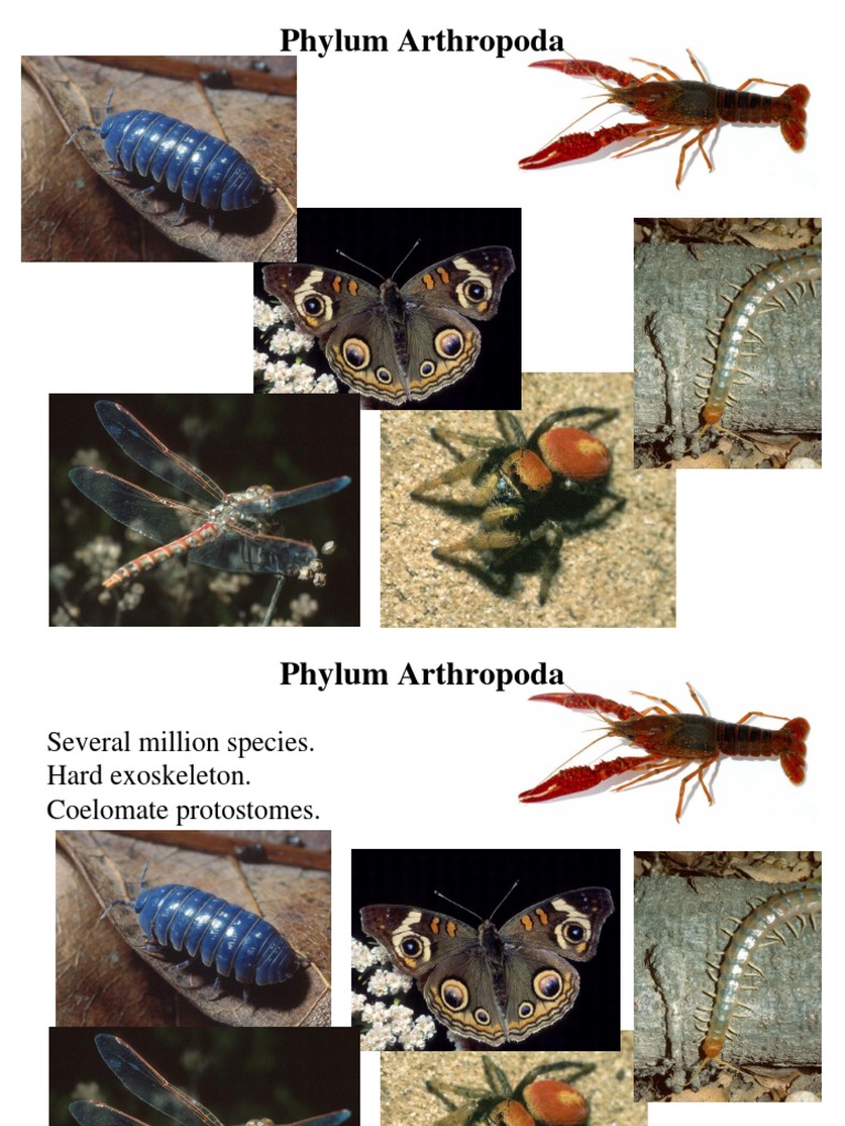 Arthropoda | PDF | Digestion | Insects