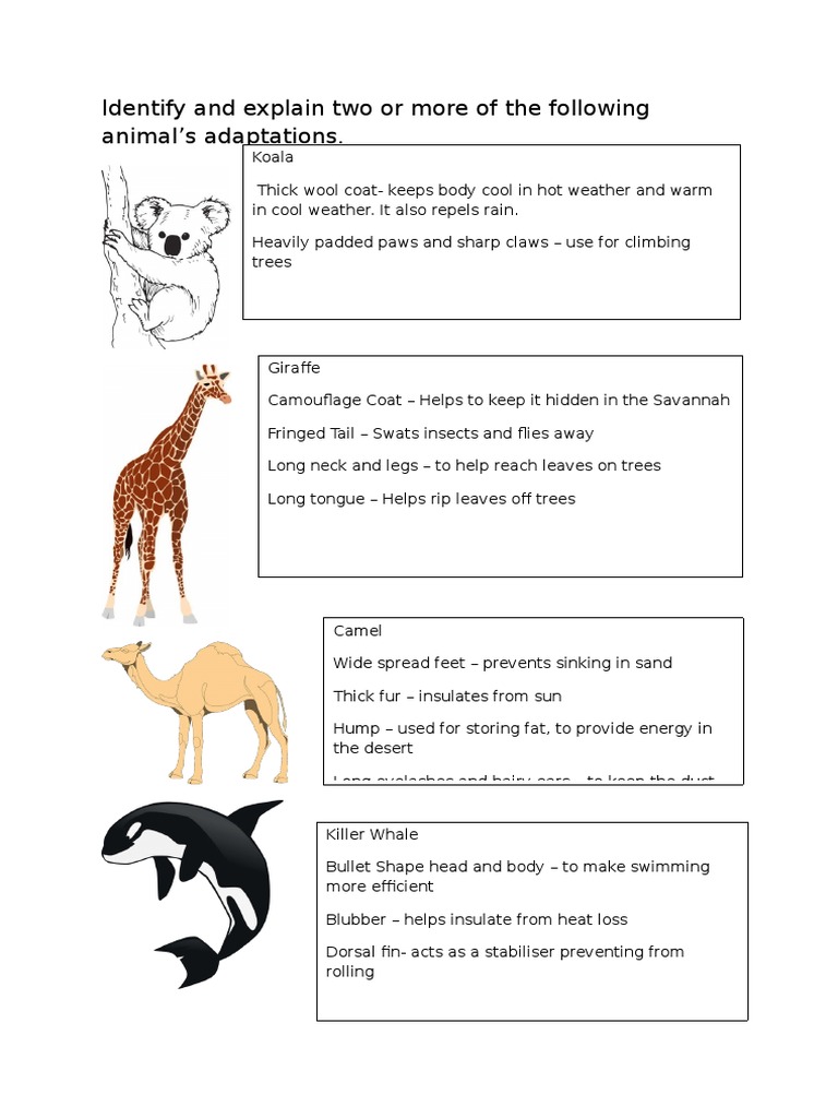 Understand Explain Animal Adaptations | PDF | Foreign Language Studies ...