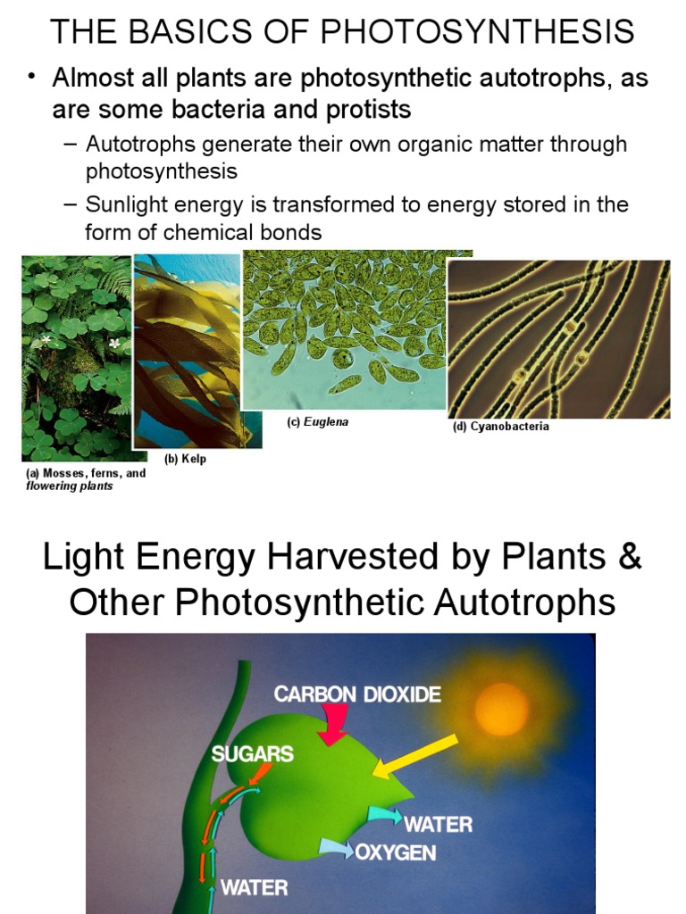 The Basics of Photosynthesis: How Plants Harvest Light Energy | PDF ...