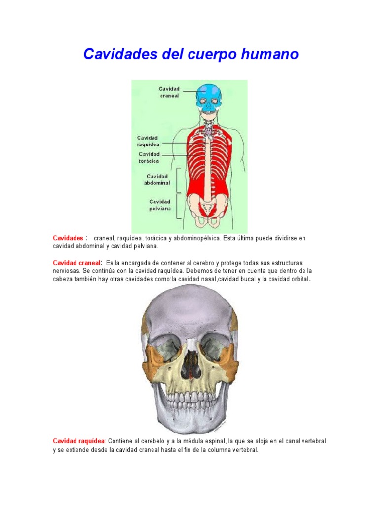 Cavidades Del Cuerpo Humano | PDF | Abdomen | Tórax