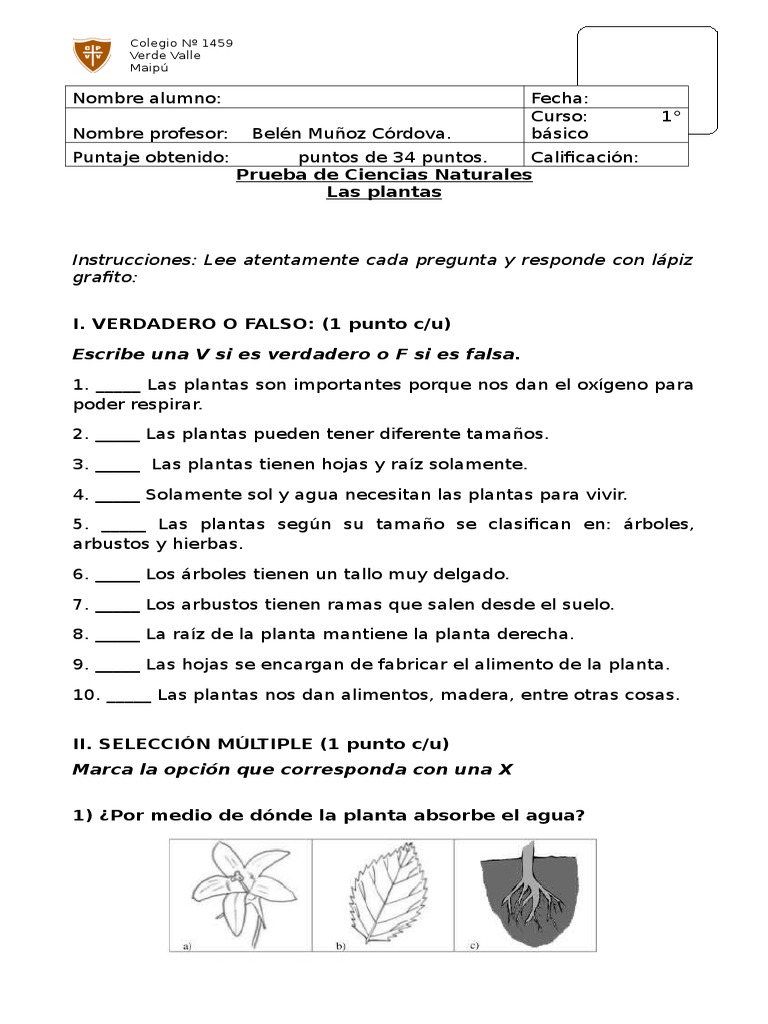 Prueba Cs Naturales Las Plantas PRIMERO | Plantas | Arboles