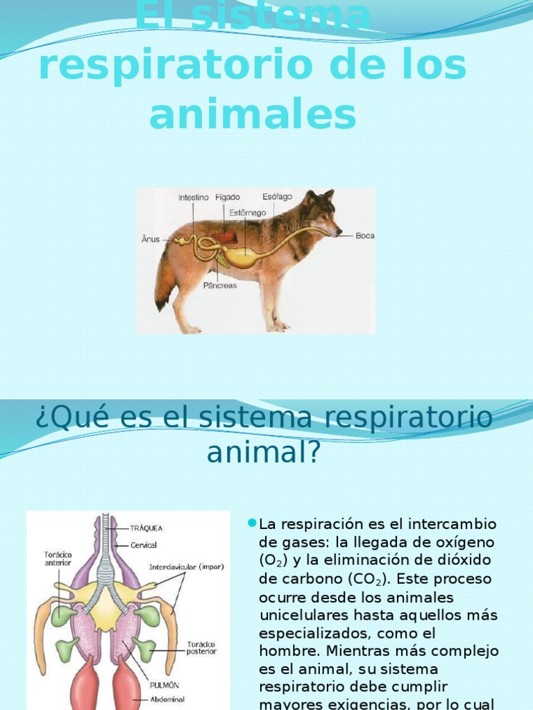 El Sistema Respiratorio de Los Animales | PDF | Vertebrados | Sistema ...