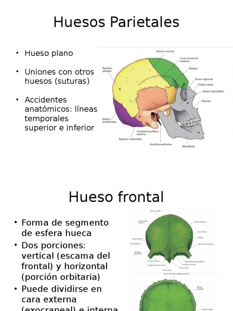 Neurocráneo