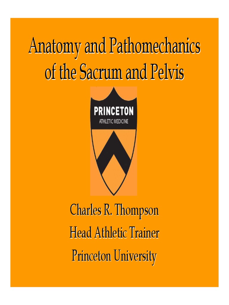 Sacrum and Pelvis Anatomy Overview | PDF | Pelvis | Hip