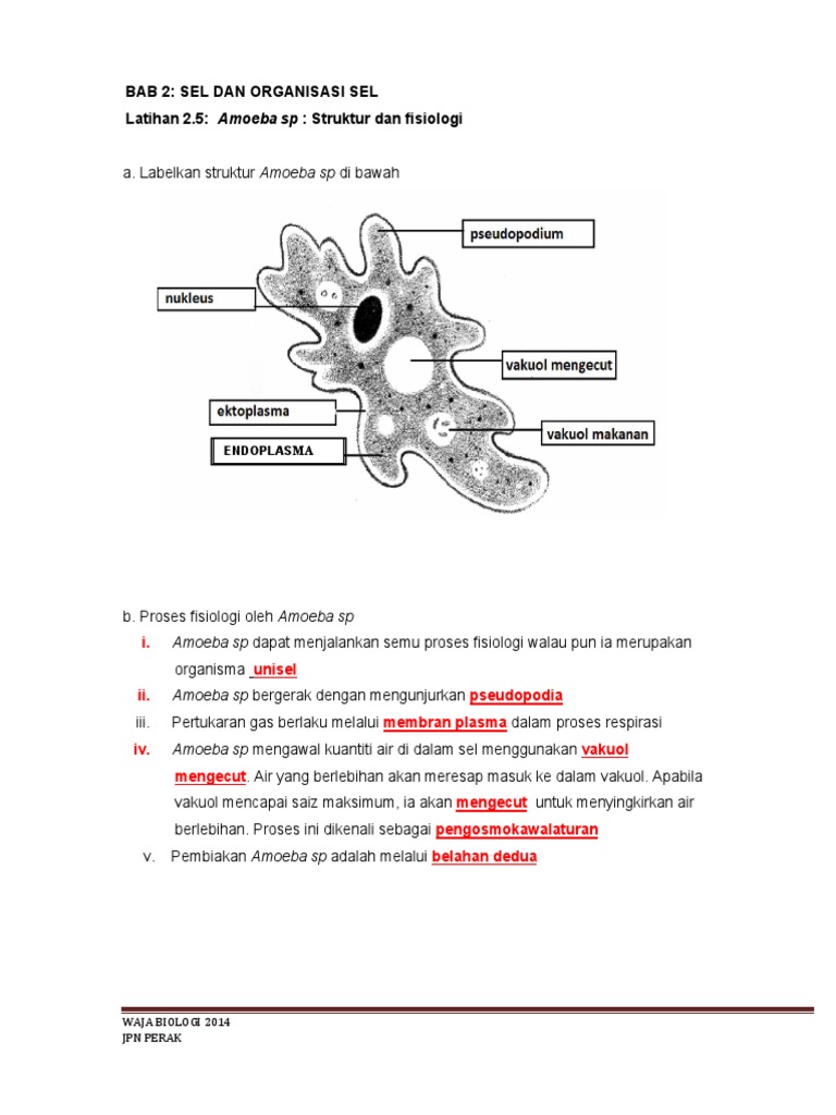 Latihan 2.5 Organisma Unisel Amoeba SP PDF | PDF