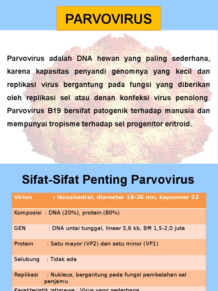 Parvo Virus | PDF