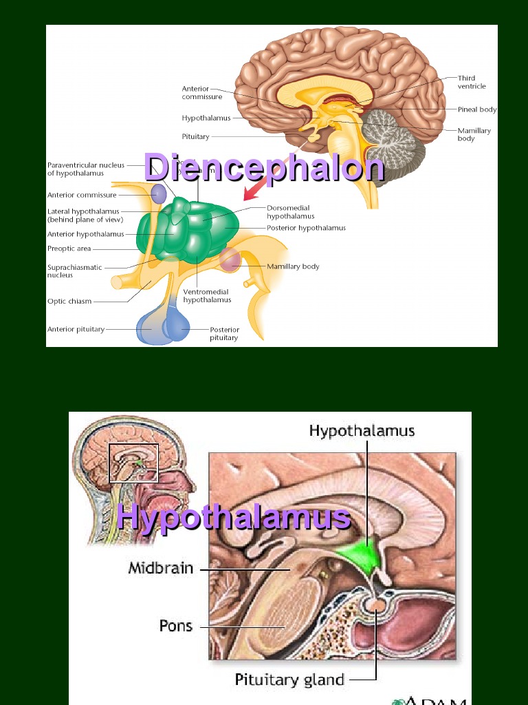 Hypothalamus | Autonomic Nervous System | Hypothalamus