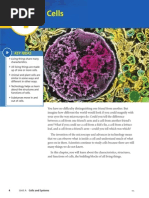 Morgellons Observations | PDF | Microscope | Wellness