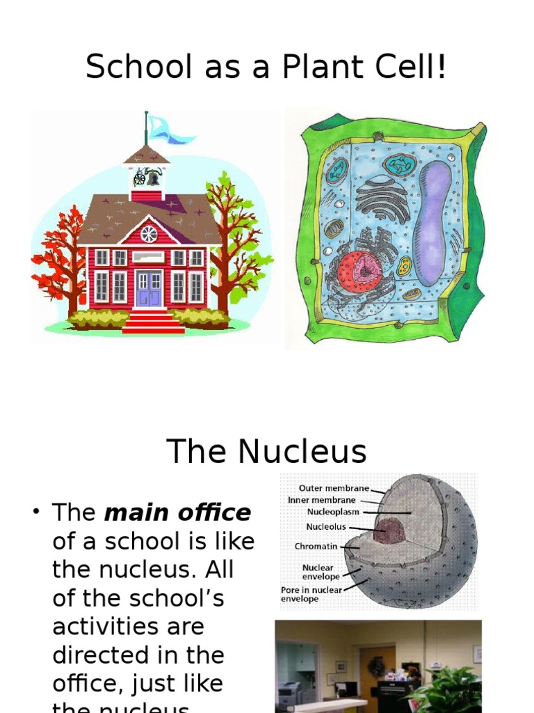 School Cell Analogy Ppoint | PDF | Cytoplasm | Cell (Biology)