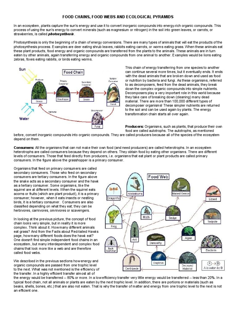 Ecological Pyramids Worksheet | PDF | Food Web | Environmental Science