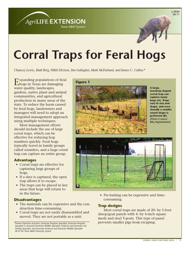 Corral Traps For Capturing Feral Hogs | PDF | Pig | Agriculture