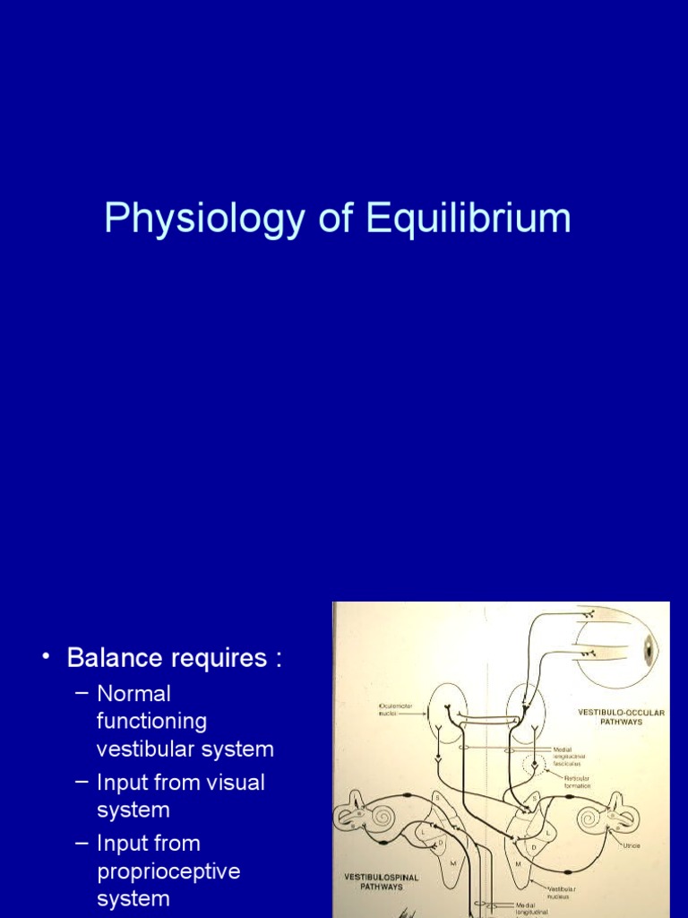 Physiology of Equilibrium | PDF | Vestibular System | Cerebellum