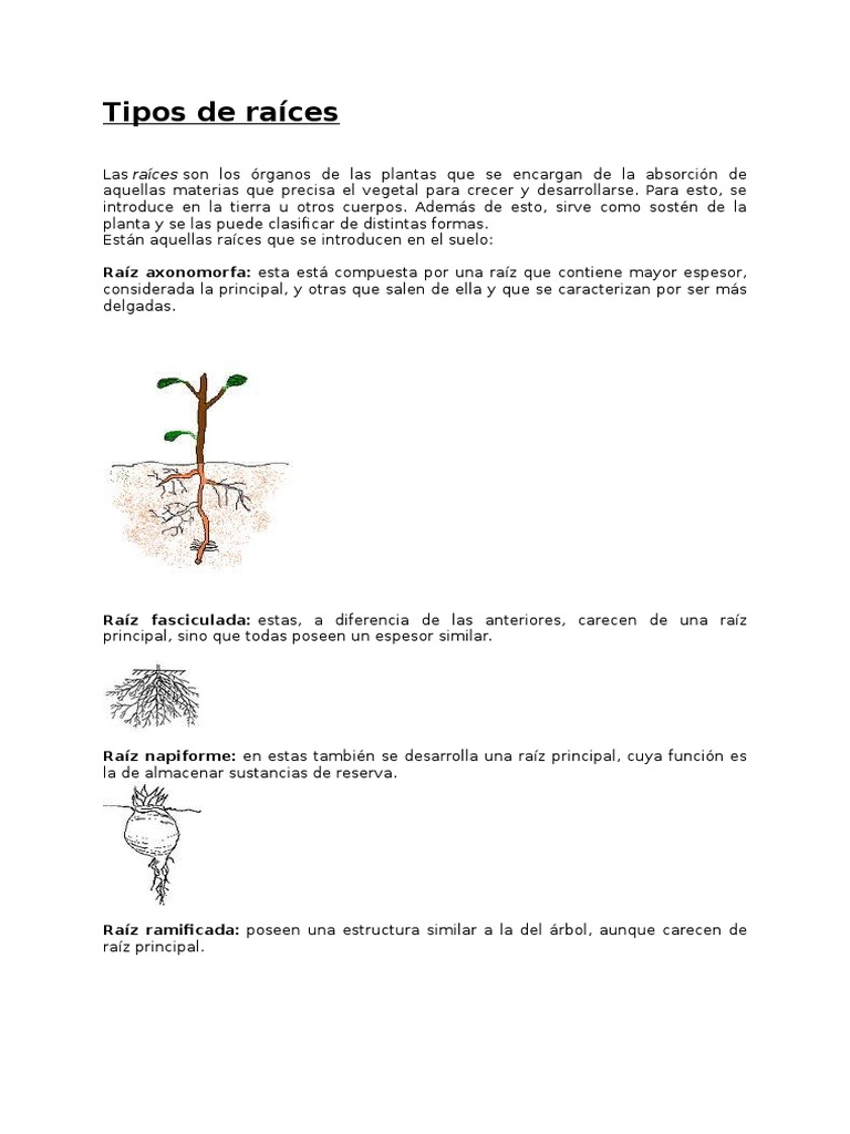 Tipos de Raíces | PDF | Raíz | Plantas