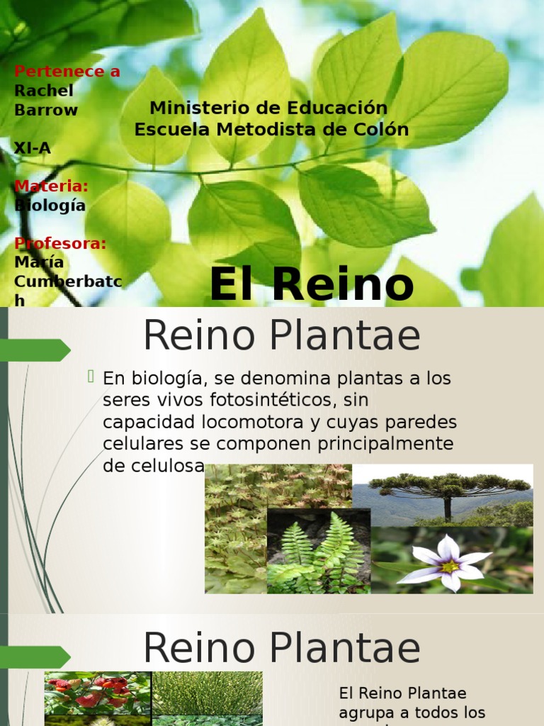 El Reino Plantae | PDF | Plantas | Helecho
