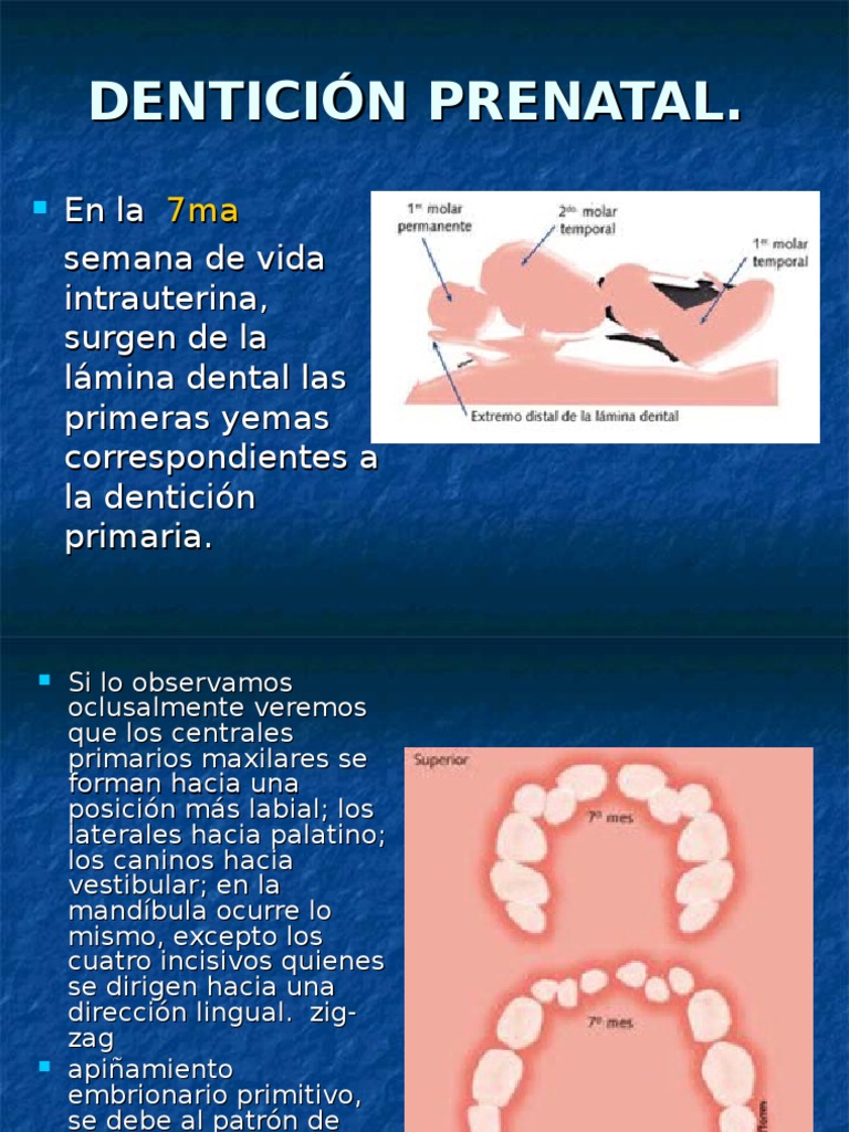 Desarrollo De La Dentición Prenatal Y Postnatal Pdf Diente Humano
