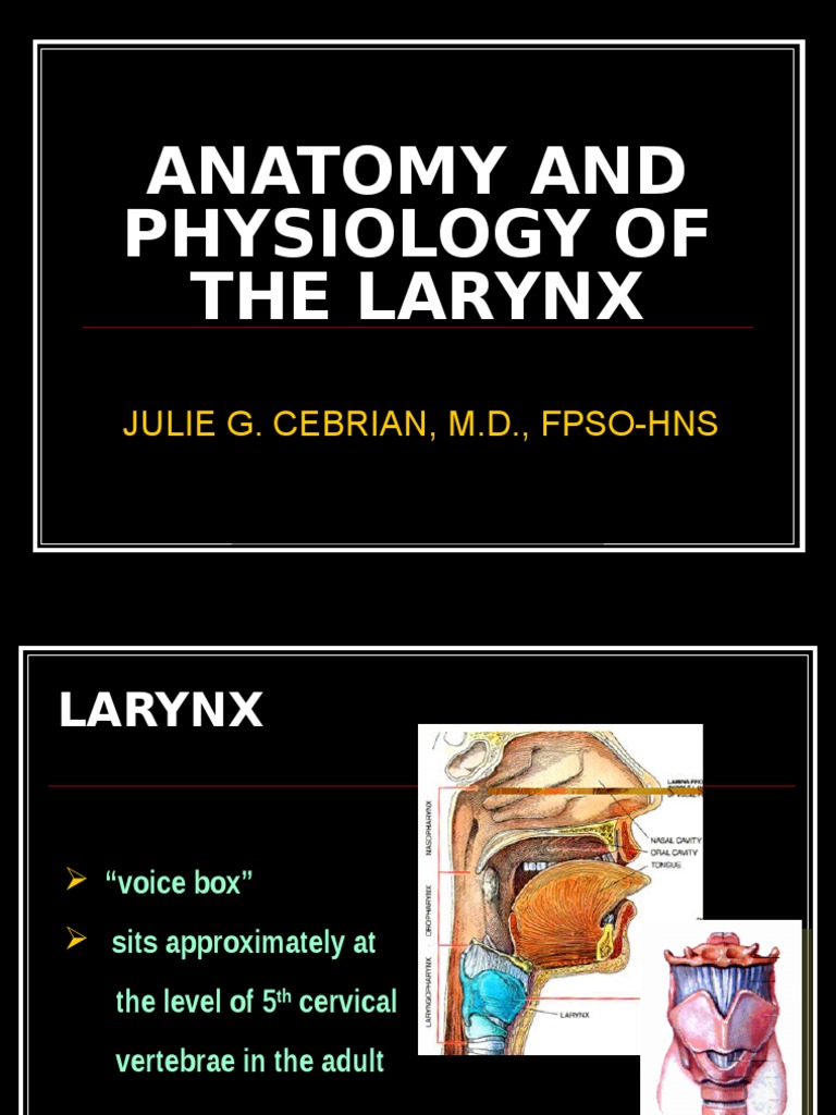 Anatomy and Physiology of the Larynx | PDF | Larynx | Human Anatomy